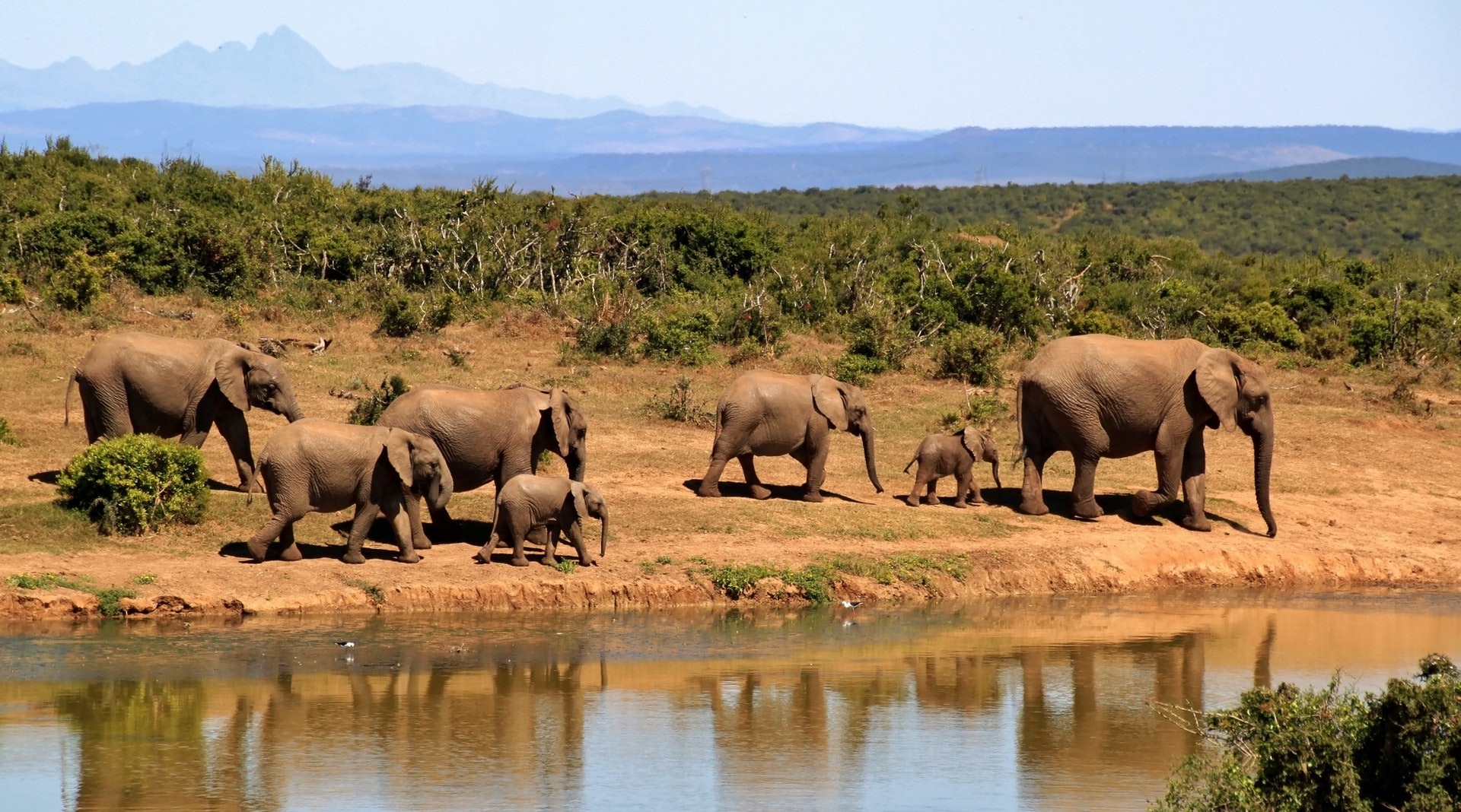 Afrika – Glömstapoolen